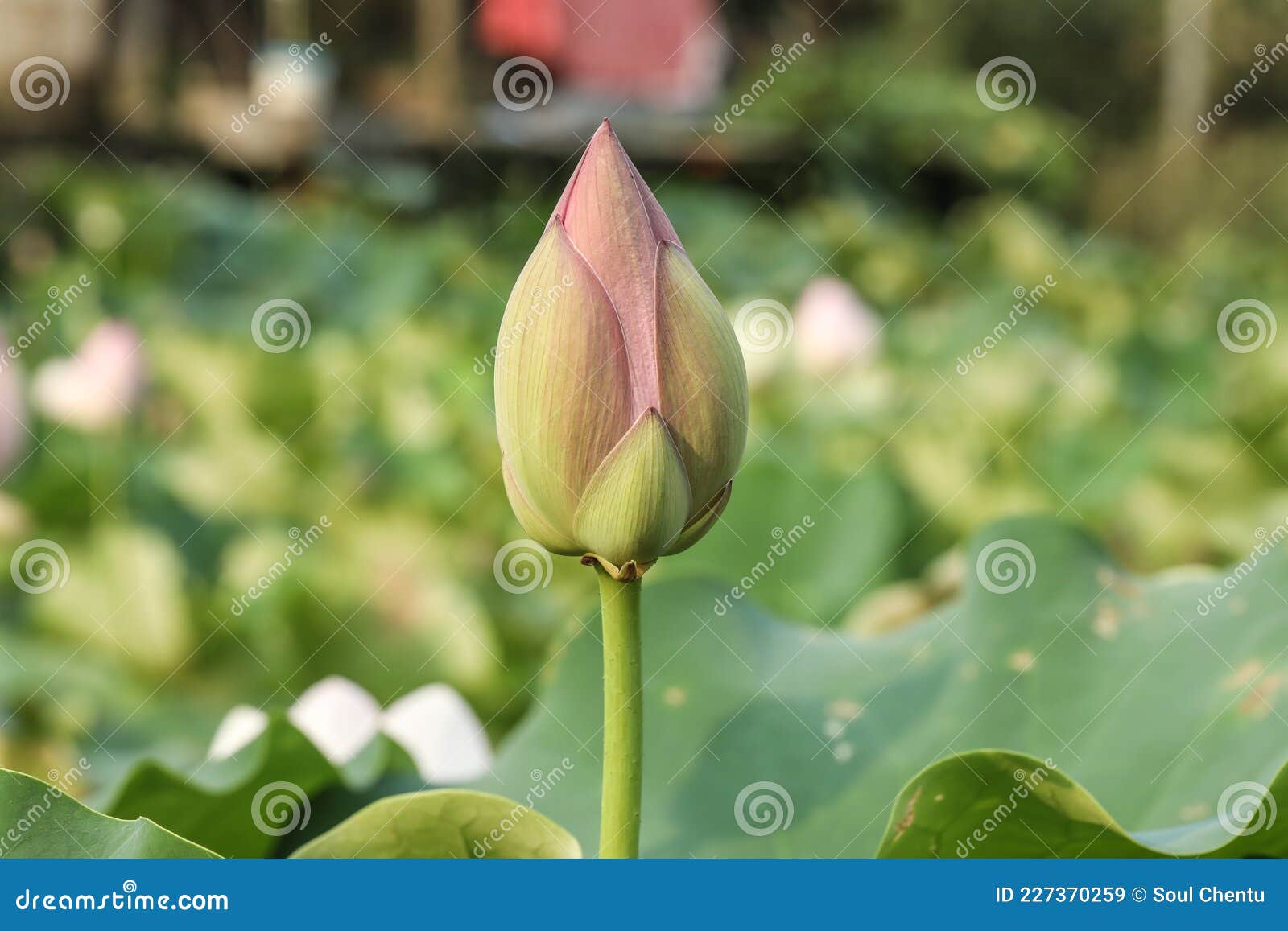 Including the Lotus To Be Placed Stock Image - Image of away, makeup ...