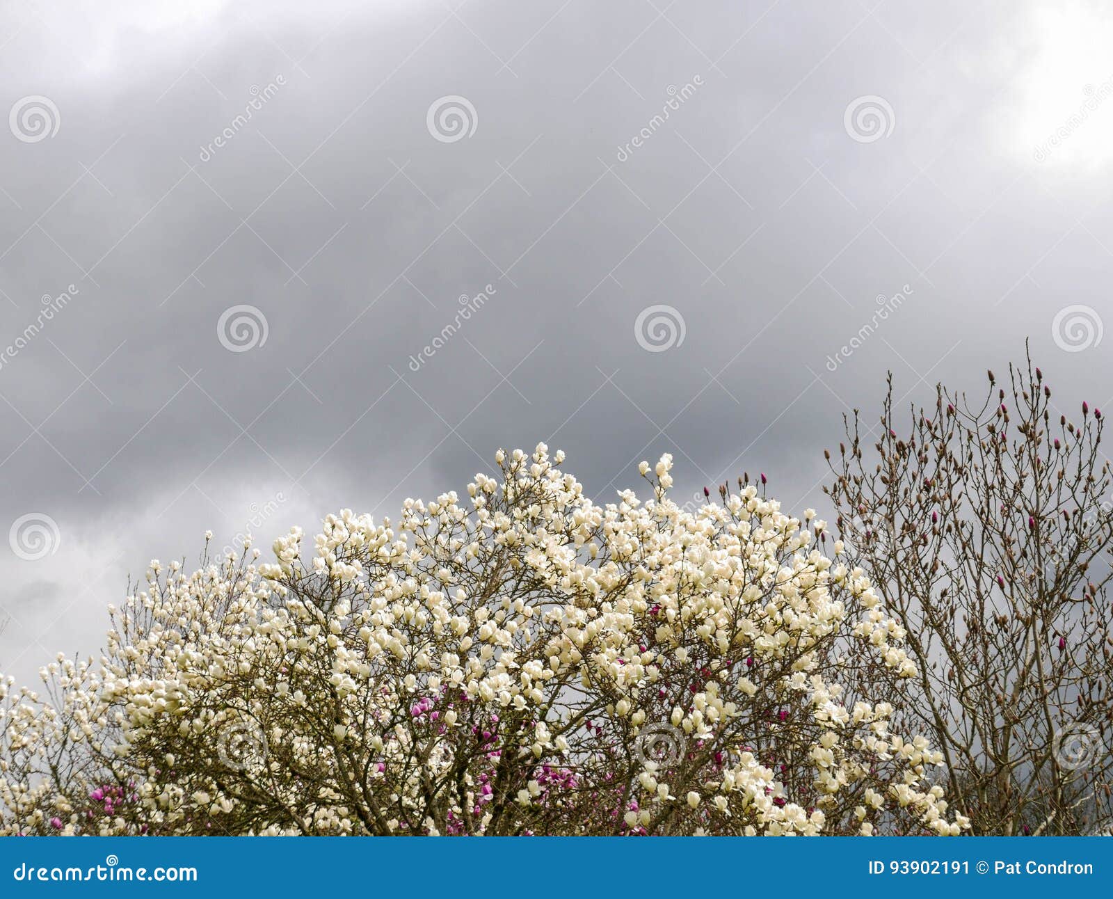 Budding Magnolia Treetop with Gray Sky Stock Image - Image of lush ...