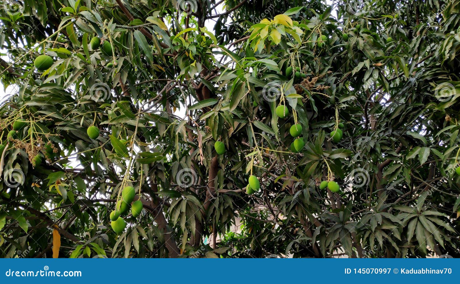 Budding Mangoes from a Mango Tree. Stock Image - Image of fruit, mango ...