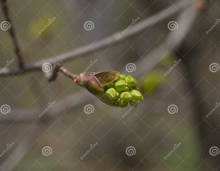 Budding Maple Leaves in Spring Stock Photo - Image of macro, renewal ...