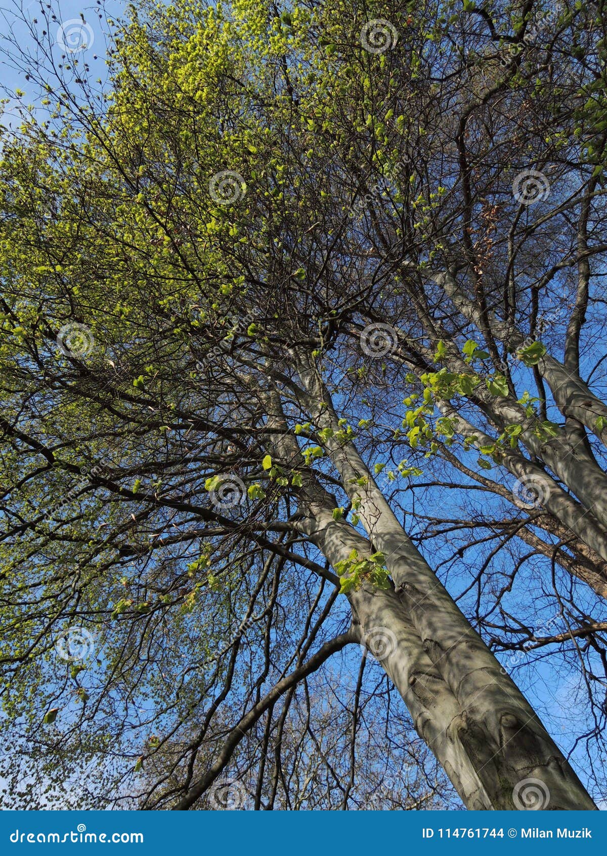 Budding old beech trees stock photo. Image of massive - 114761744