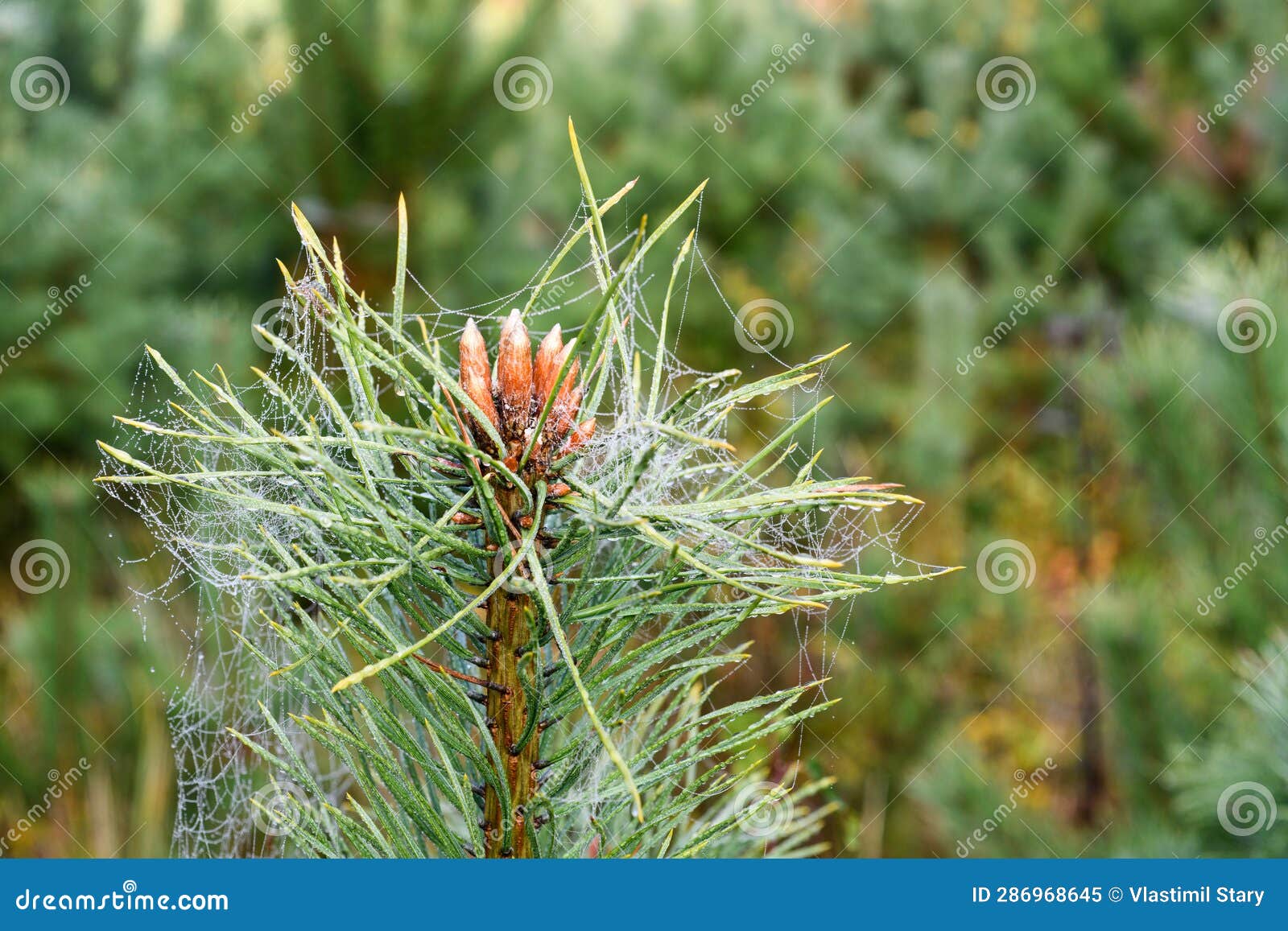 Budding Pine Tree Royalty-Free Stock Image | CartoonDealer.com #102130