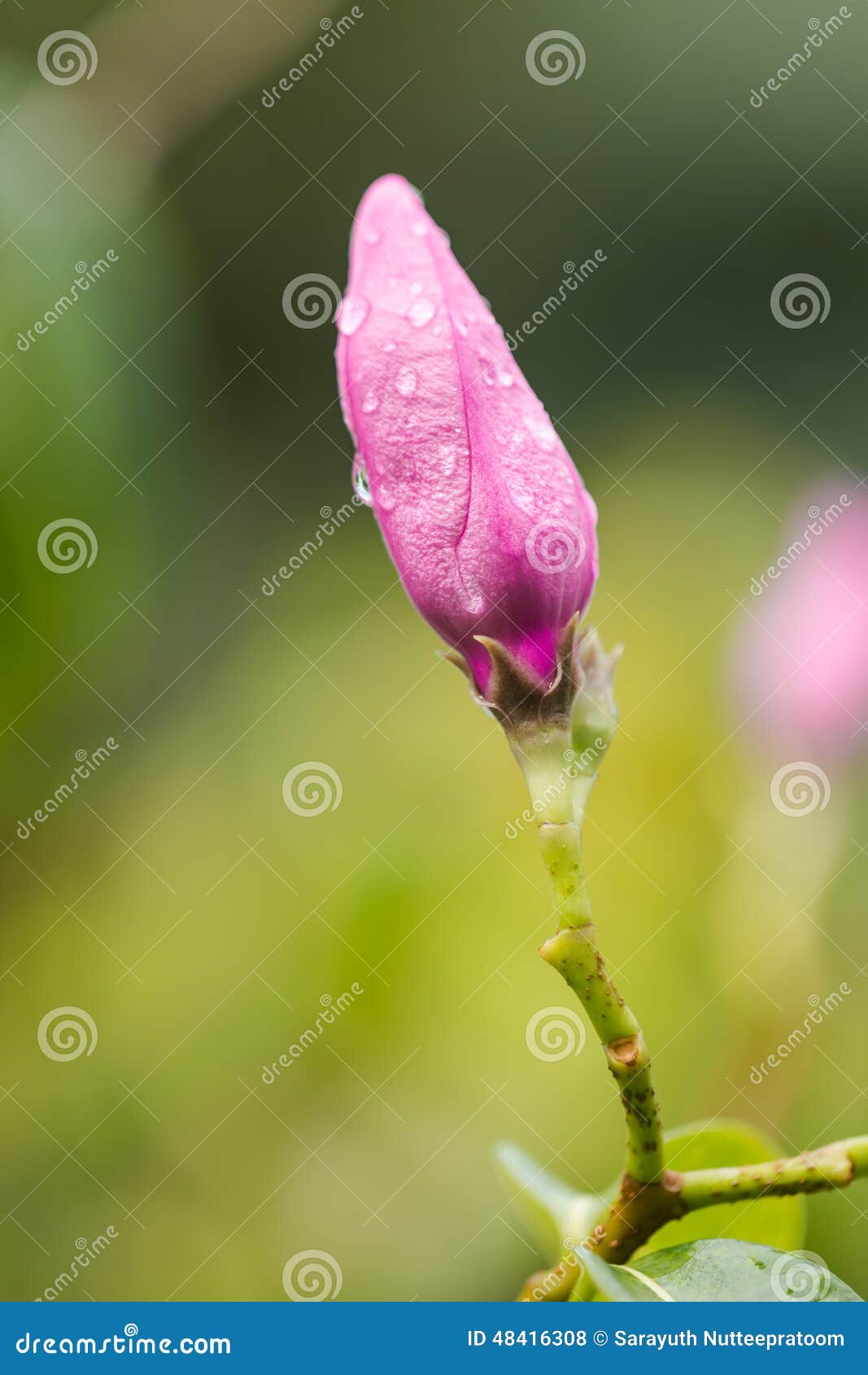 Budding Pink Flower with Raindrops Stock Photo - Image of close, fresh ...