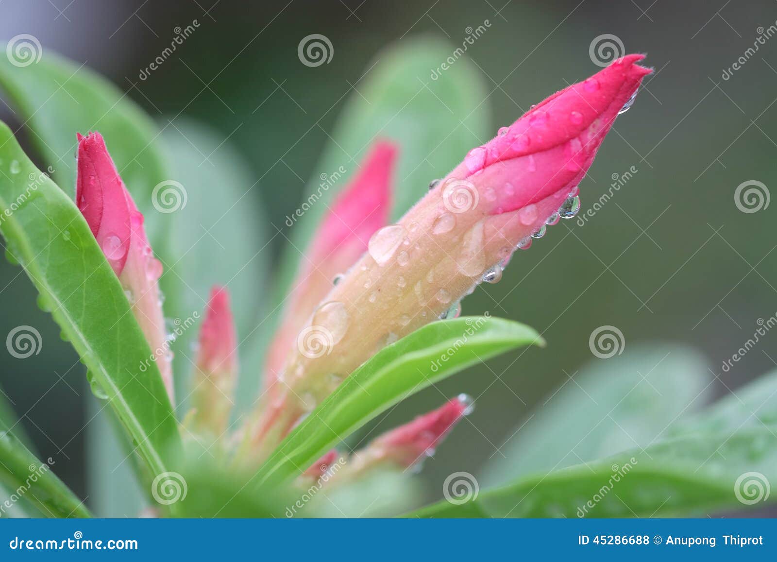 Budding Pink Peonies After A Summer Shower Stock Photography ...