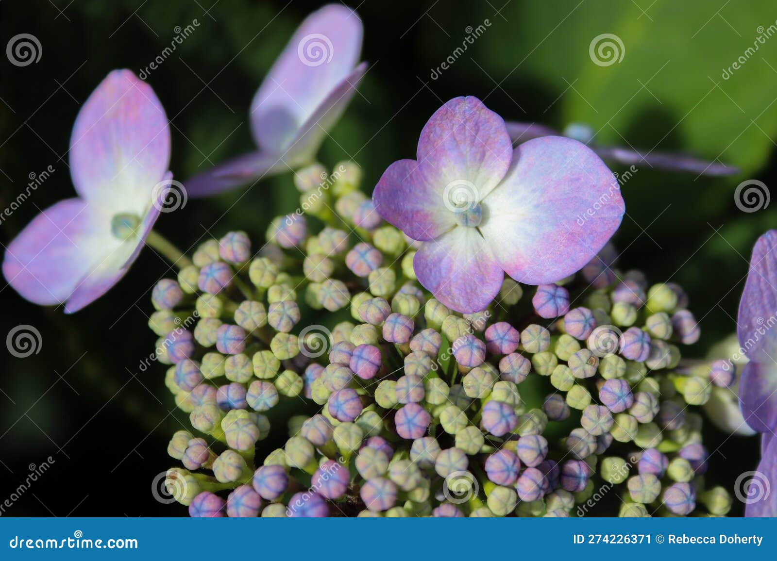 Budding Pink Purple and Blue Hydrangeas Stock Image - Image of ...