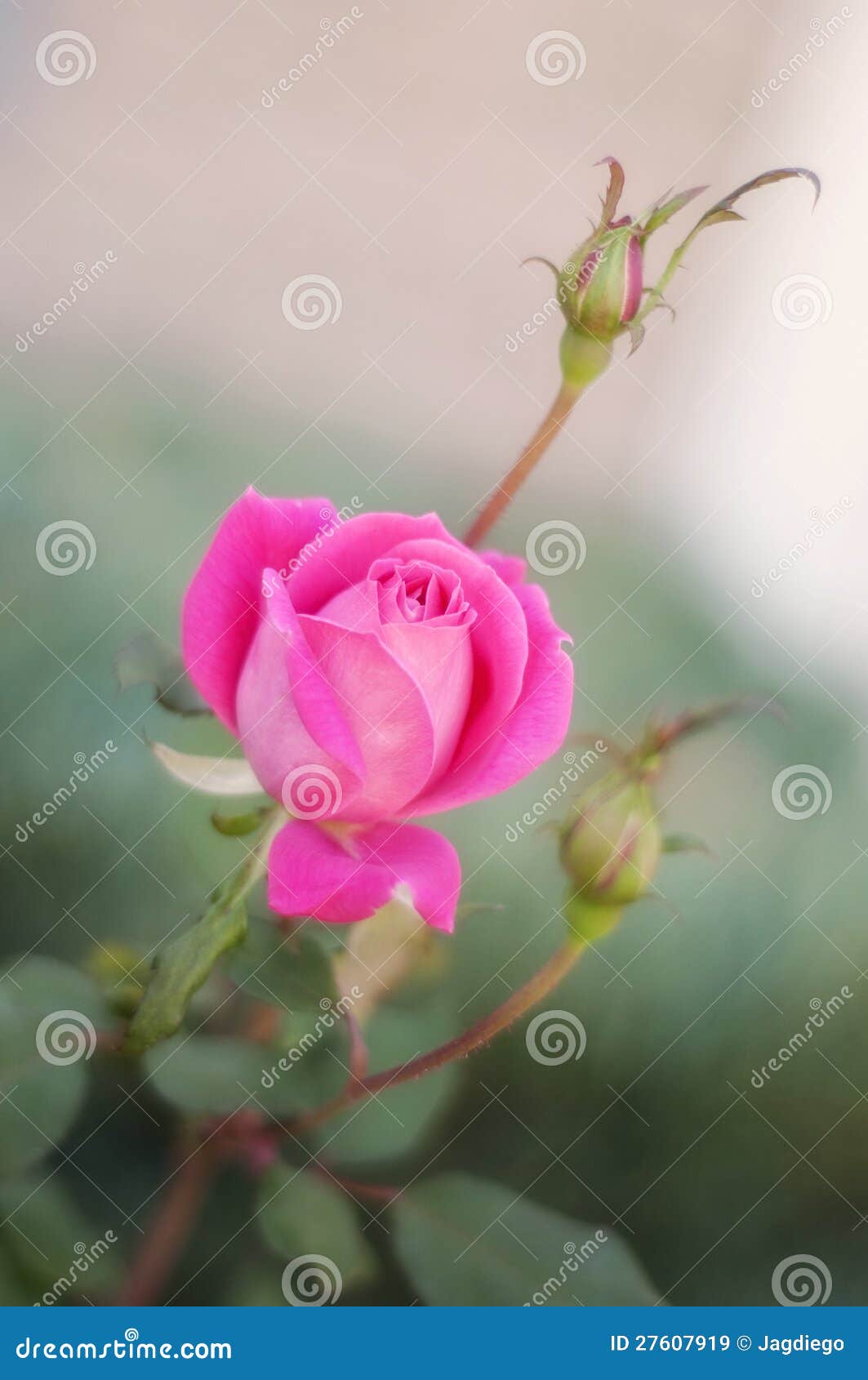 Budding Pink rose stock image. Image of rose, budding - 27607919