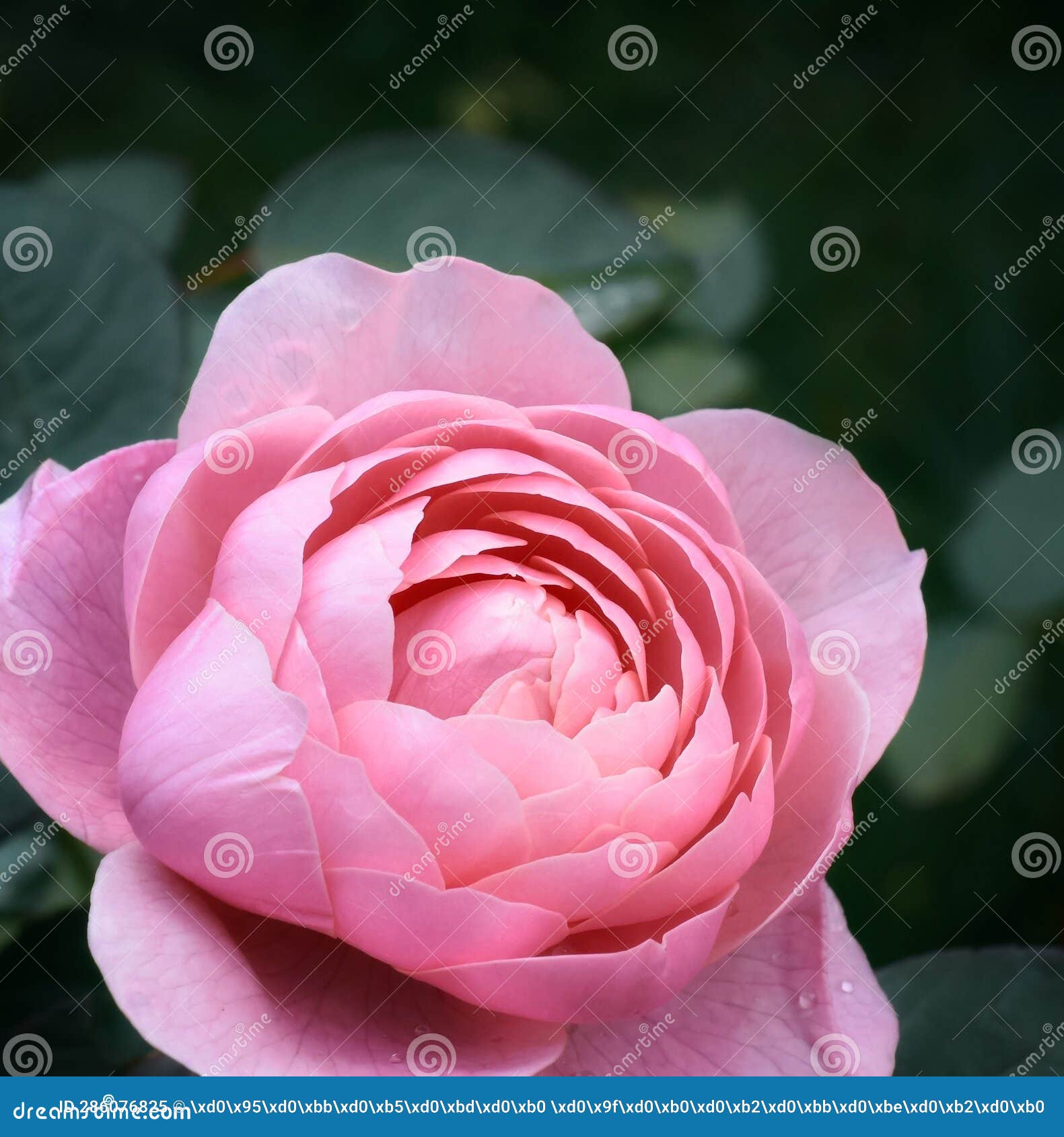A budding pink rose stock image. Image of plant, rose - 286076825
