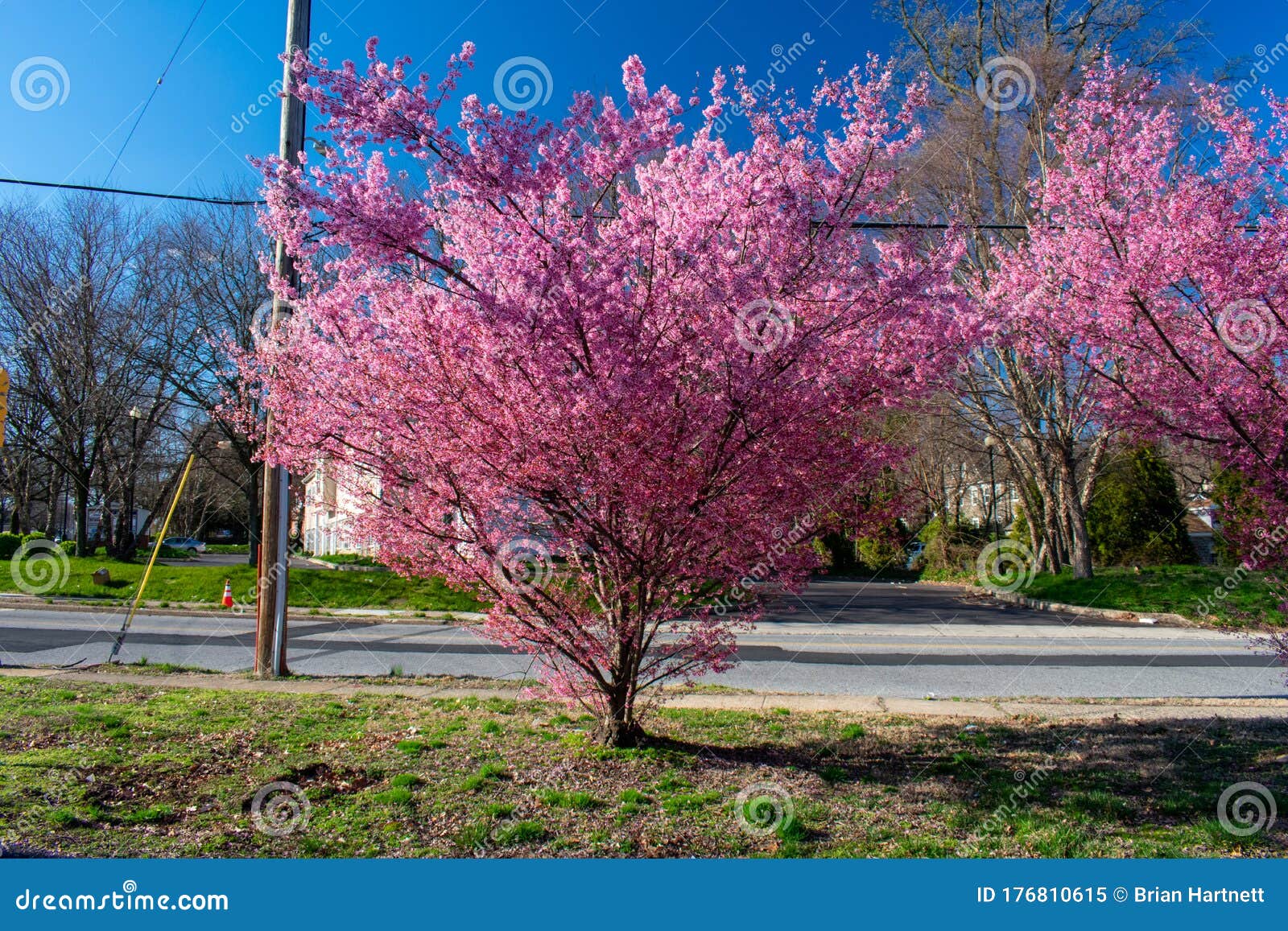 A Budding Pink Tree on a Road Stock Image - Image of plants, tree ...