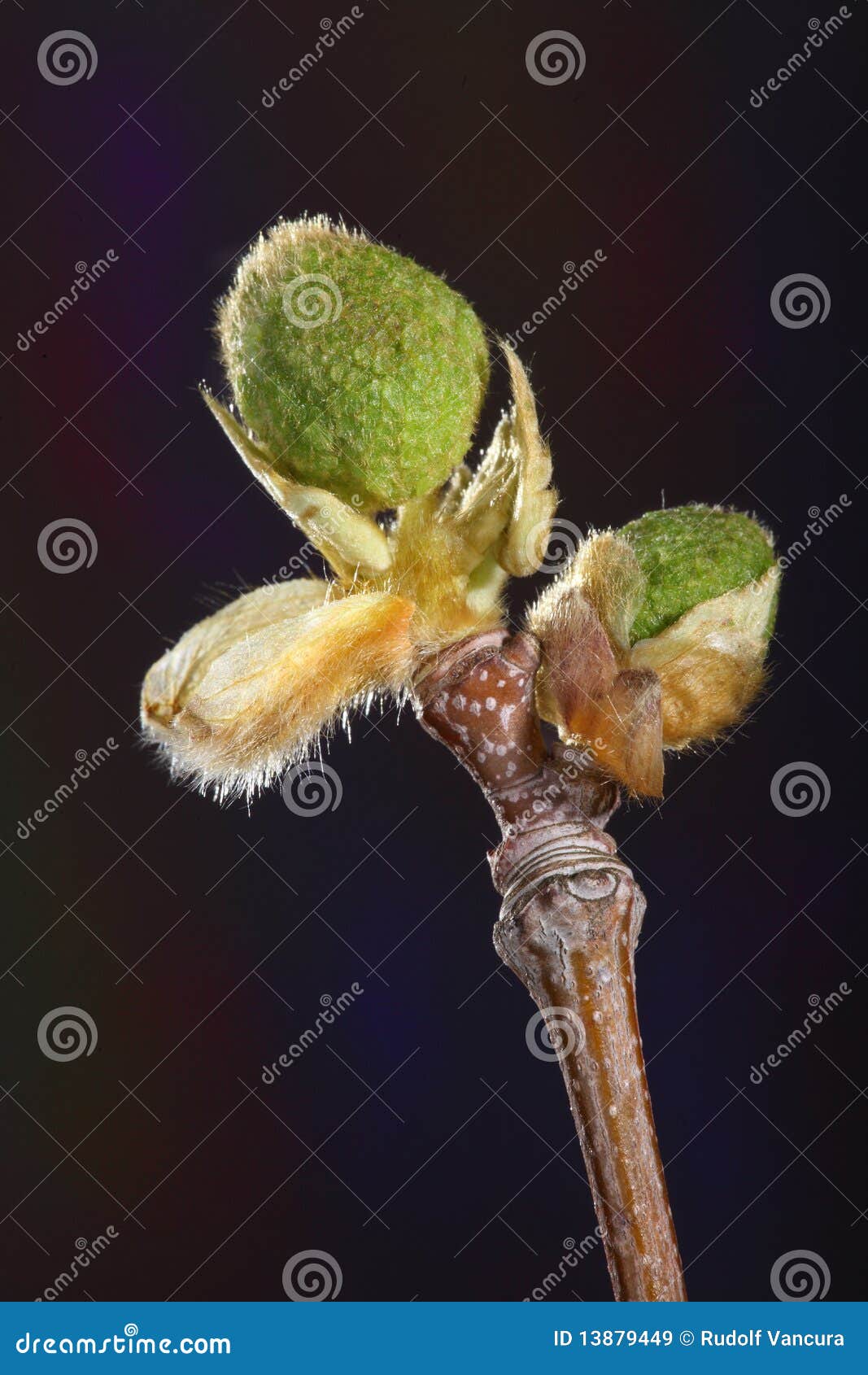 Plane Tree Bark Texture Royalty-Free Stock Image | CartoonDealer.com ...