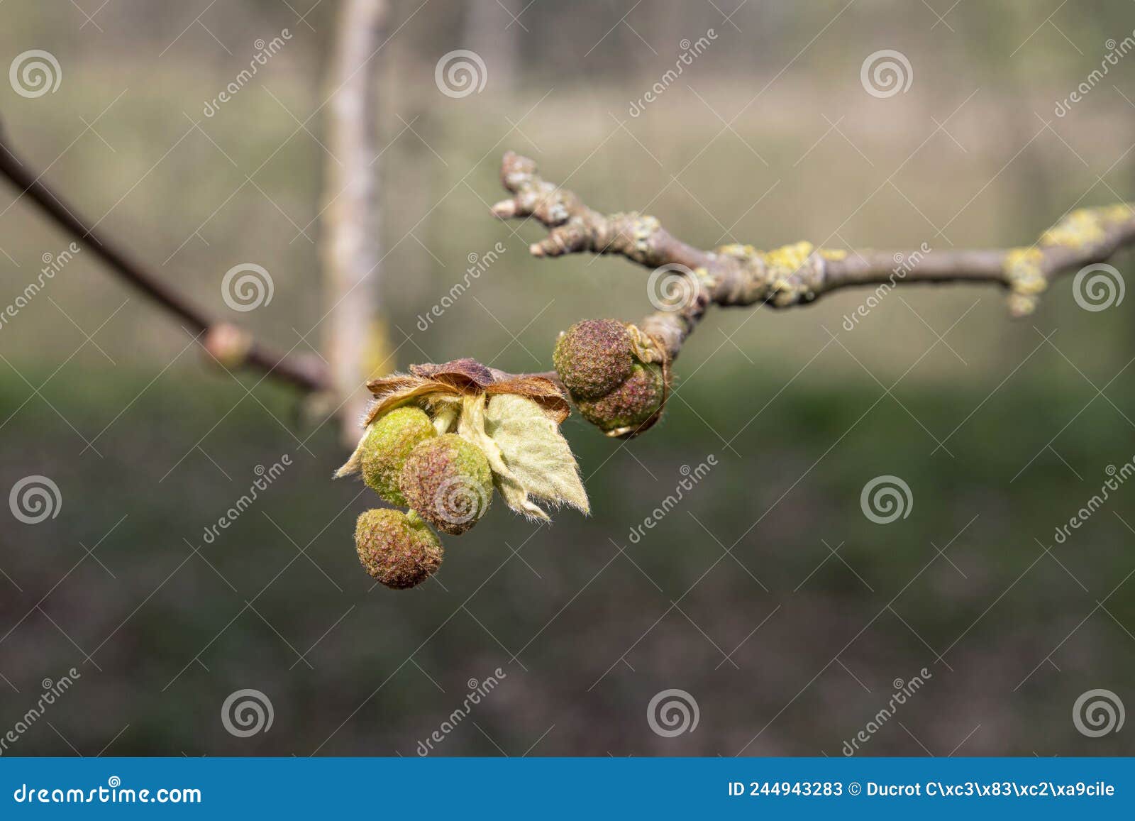 Budding plane tree branch stock image. Image of garden - 244943283