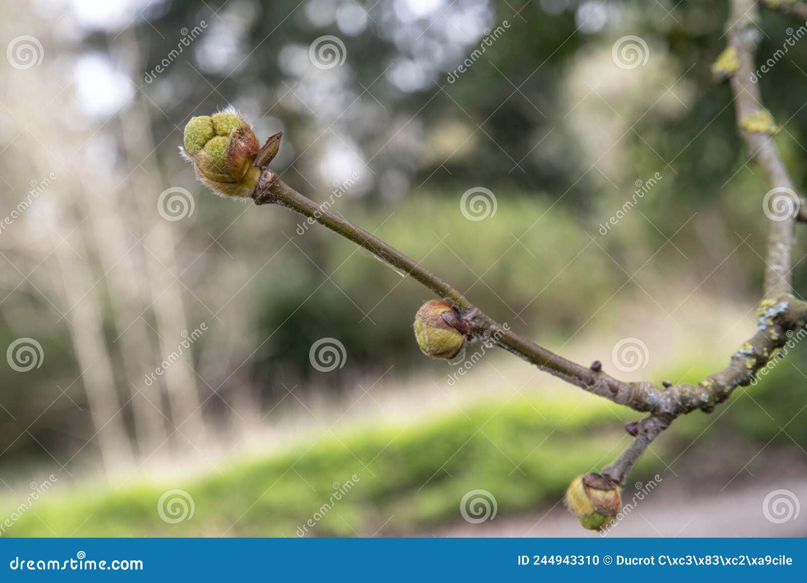 Budding plane tree branch stock photo. Image of plane - 244943310