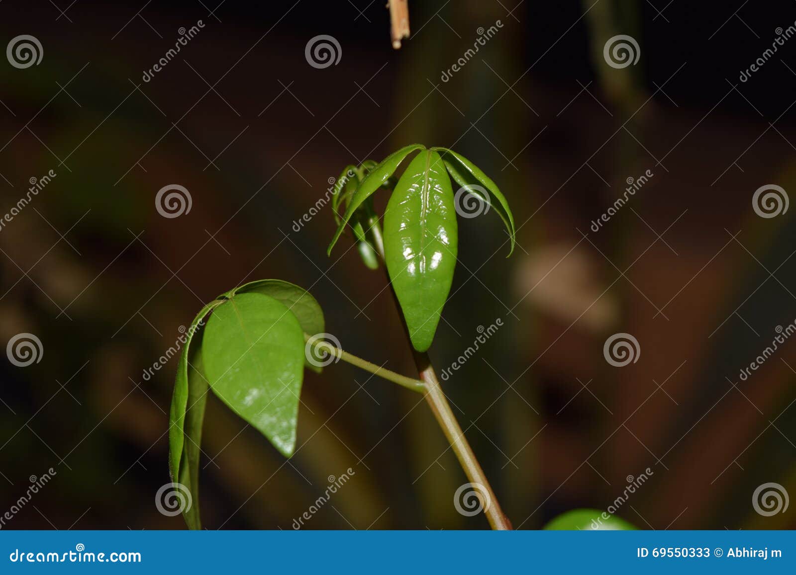 Budding plant stock image. Image of greenish, newly, budding - 69550333