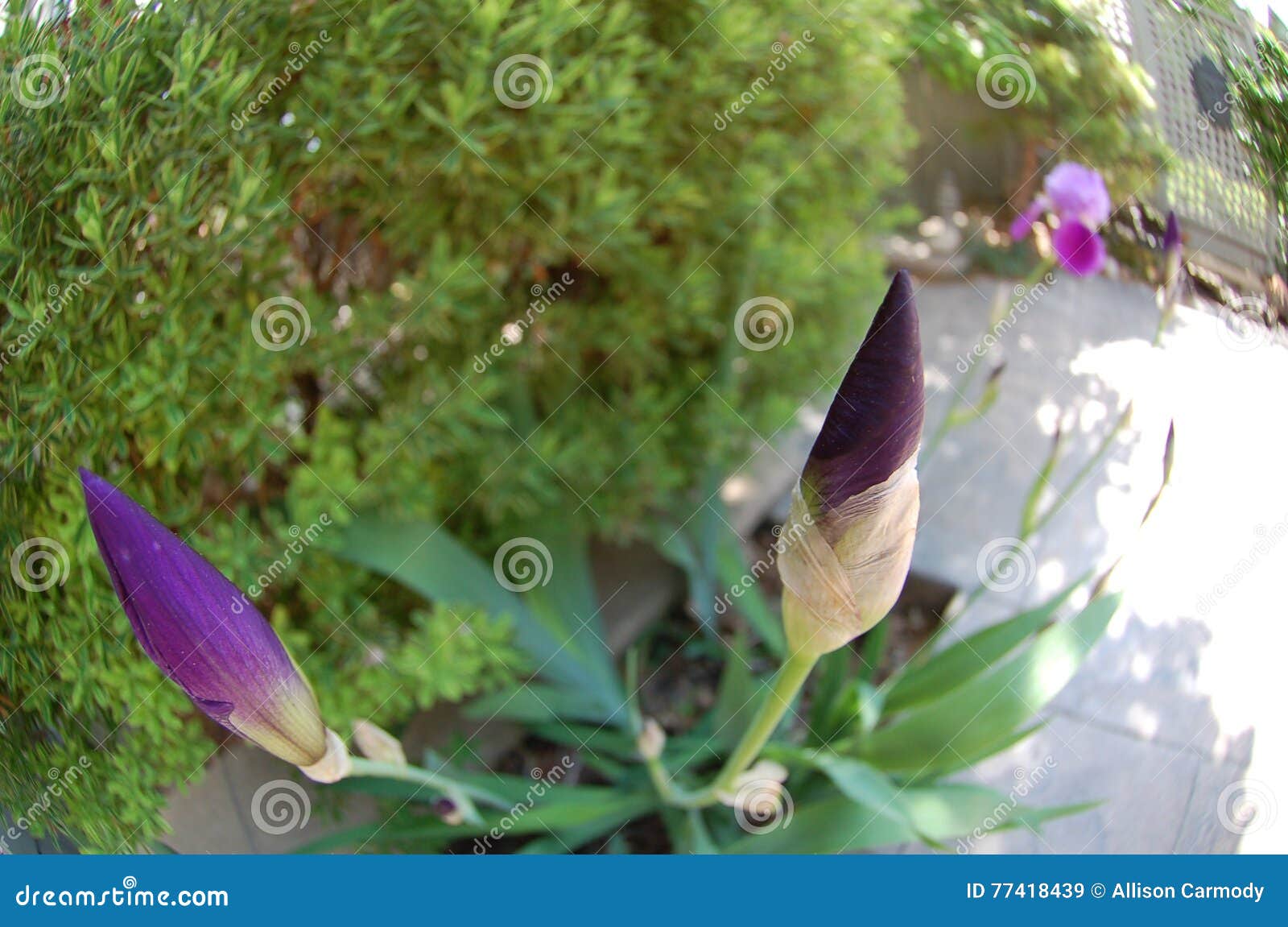 Budding Plant with Purple Flowers Stock Image - Image of abstract ...
