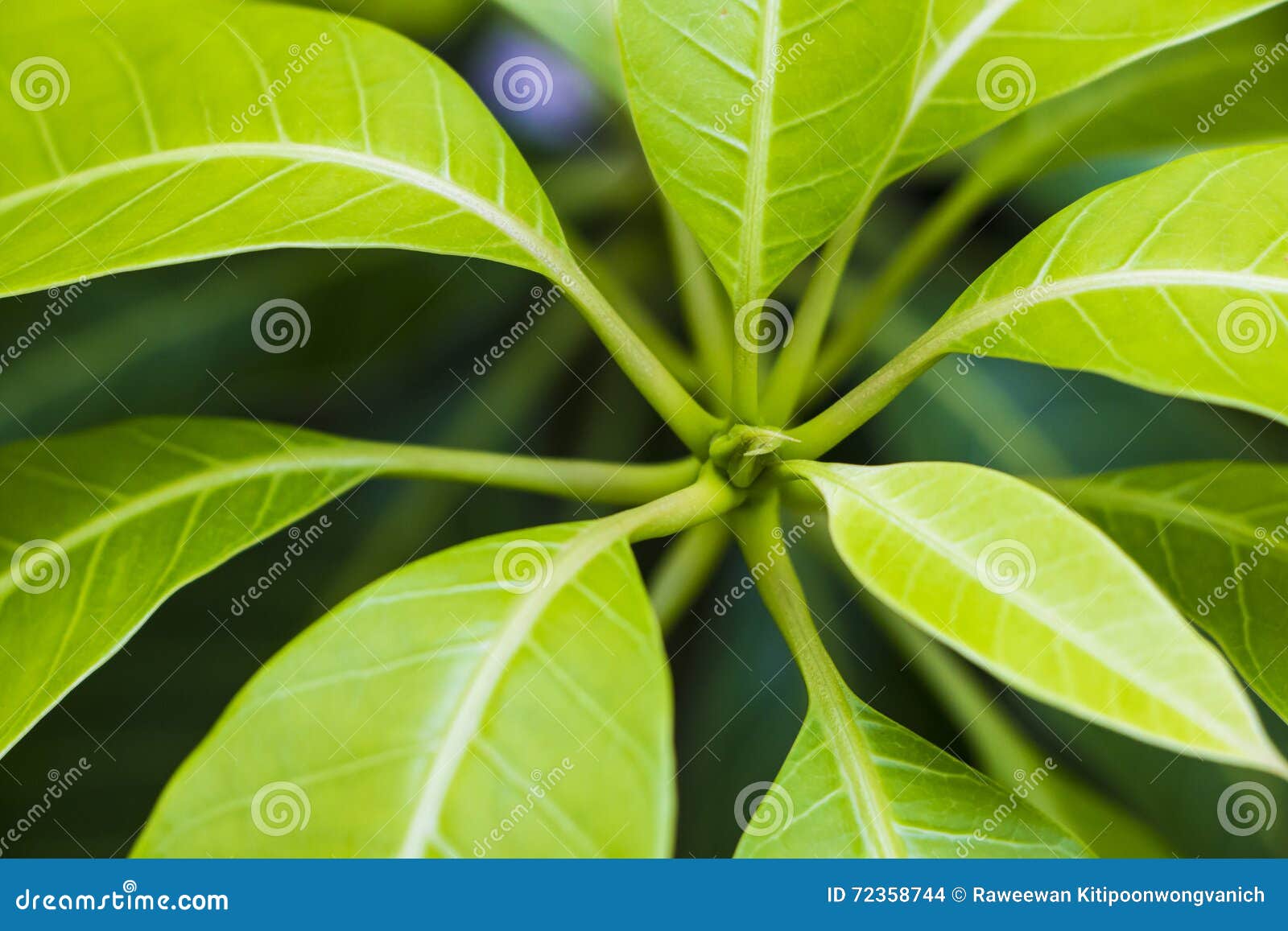 Budding plants stock photo. Image of tree, flower, growth - 72358744