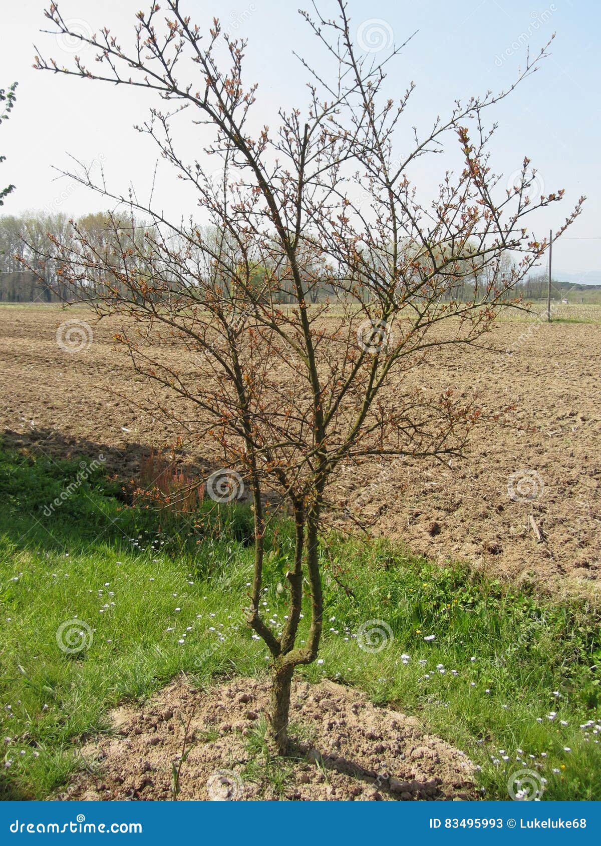 Budding Pomegranate Tree in Spring Stock Image - Image of beauty ...