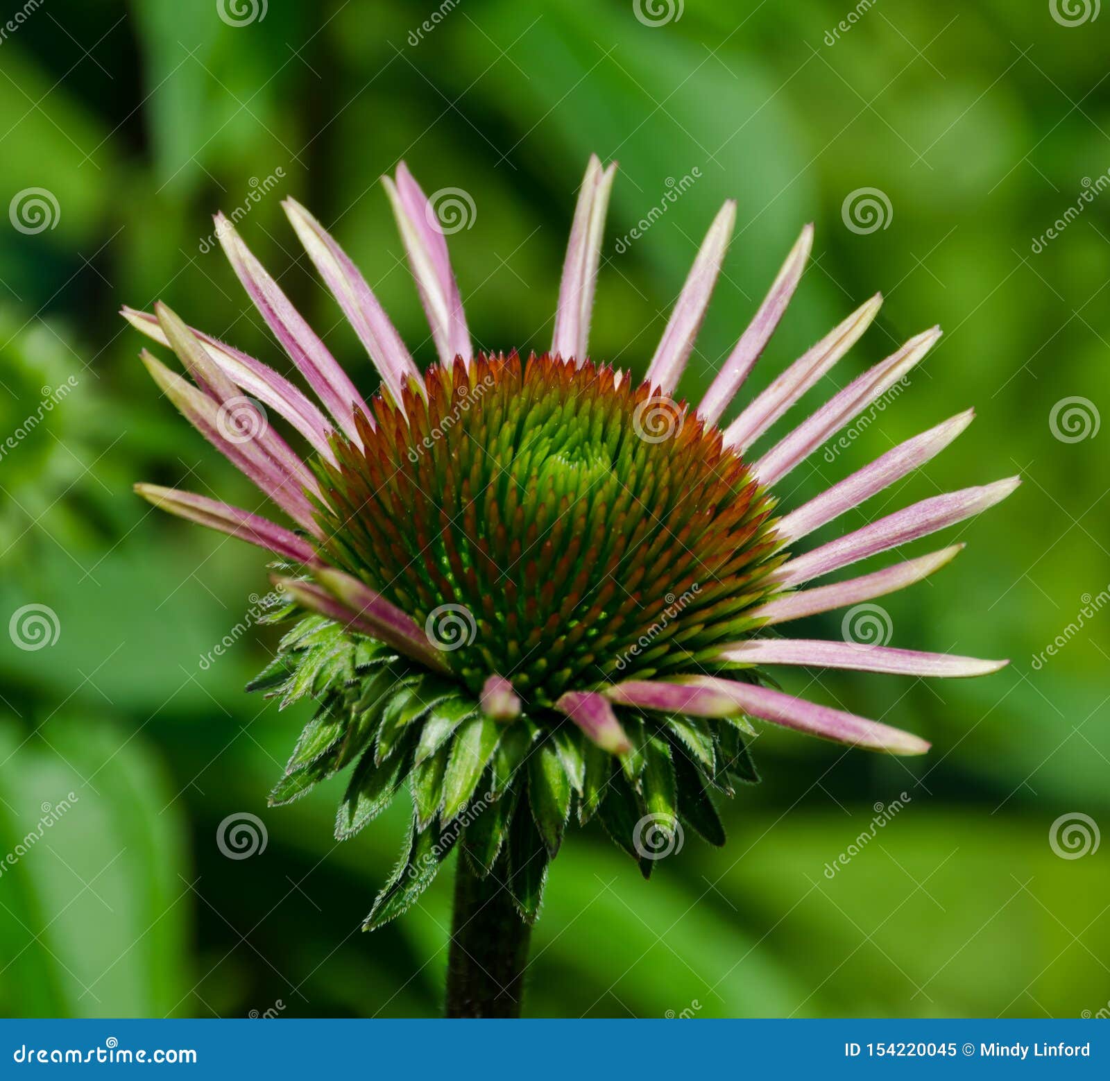 Budding Purple Cone Flower stock image. Image of close - 154220045