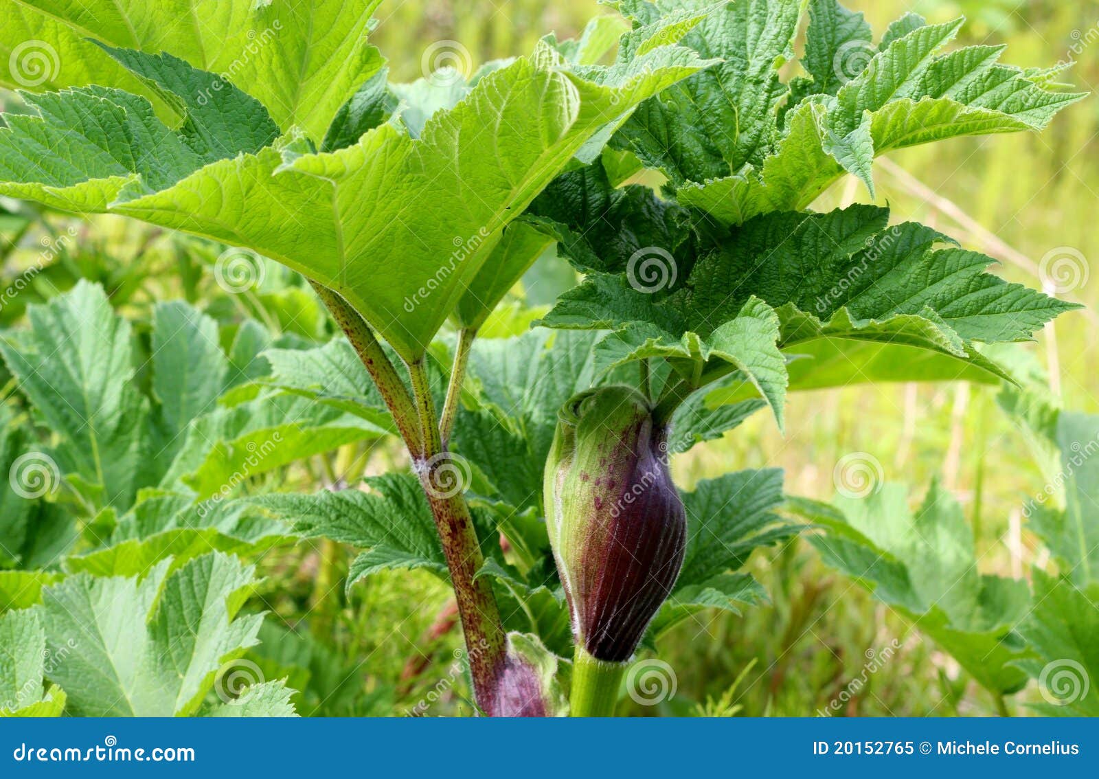 Budding Pushki Plant in Spring Stock Image - Image of pushki, maximum ...