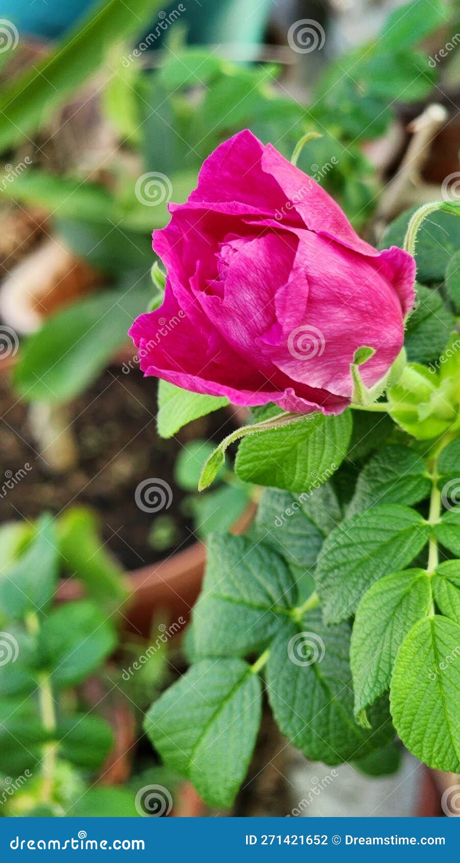 Budding Red Rose in the Garden Stock Photo - Image of budding, plant ...