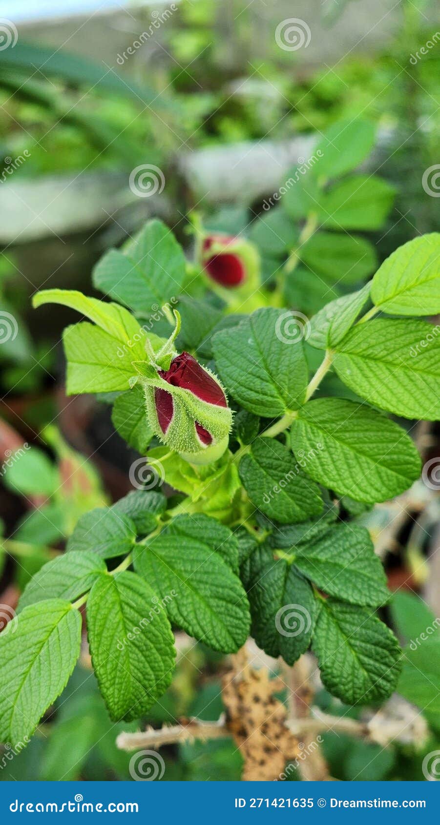 Budding Red Rose in the Spring Stock Image - Image of wildflower, petal ...