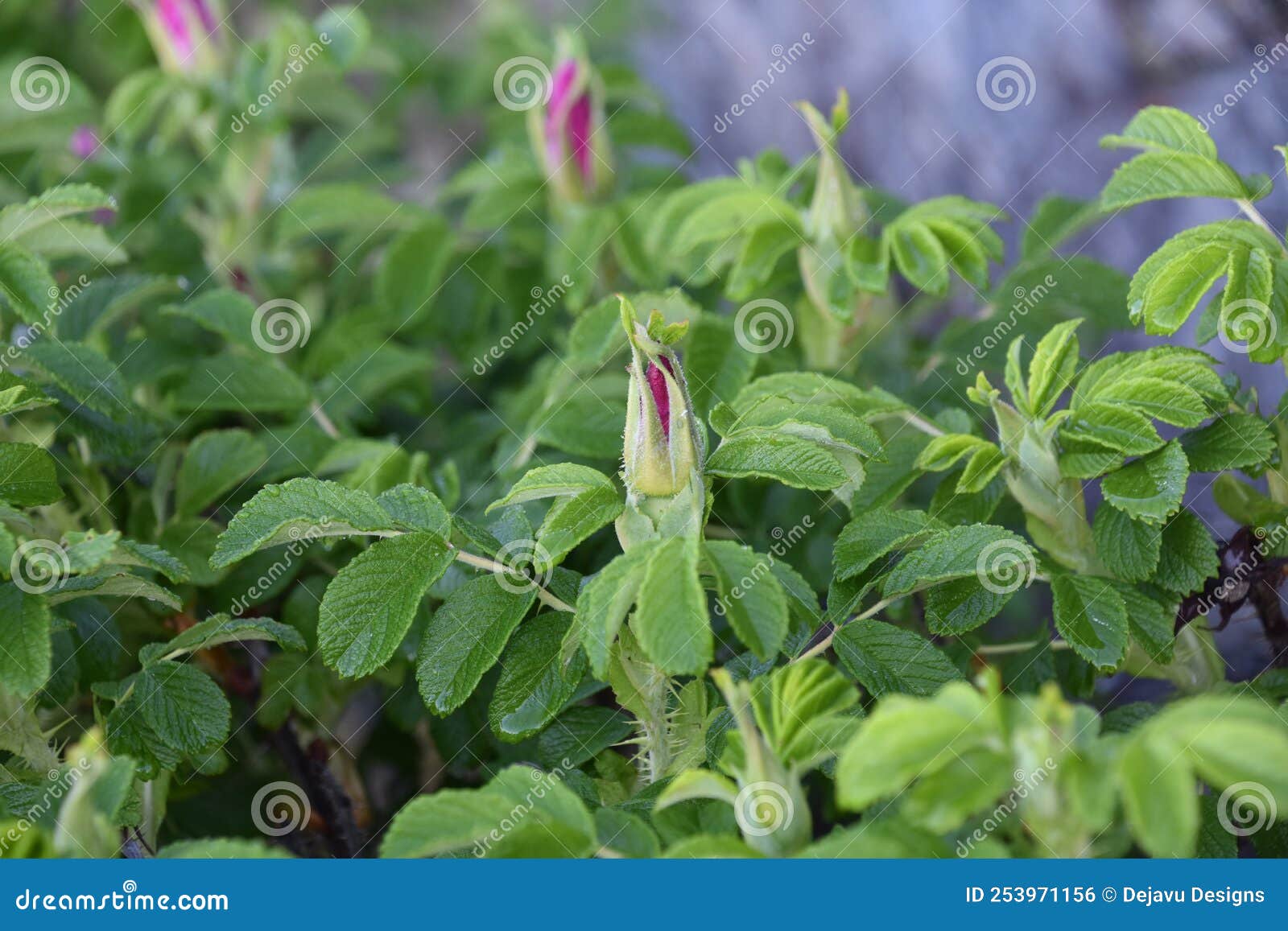 Budding Rose Hips with Pink Flower Buds Stock Photo - Image of bloom ...