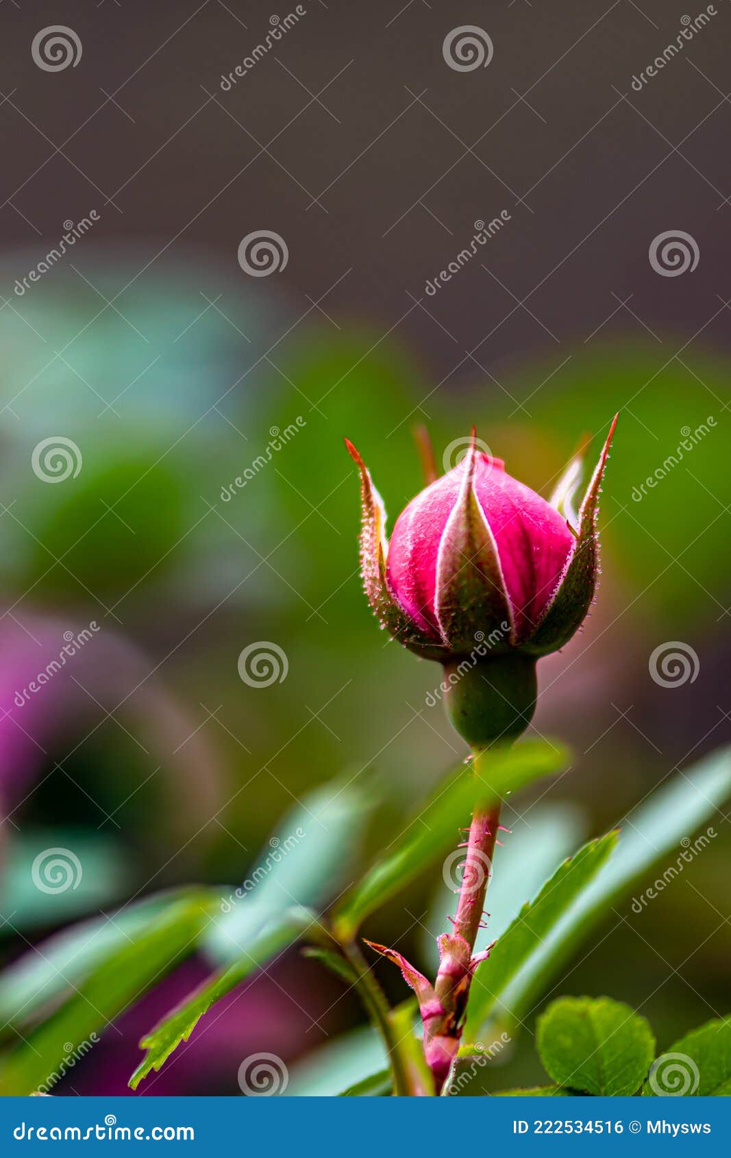 Budding rose stock photo. Image of chinese, flower, garden - 222534516