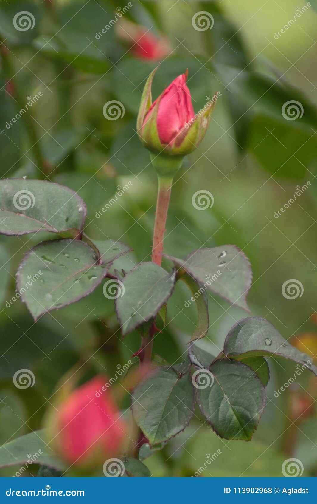 A Budding Rose after a Rain Stock Photo - Image of romance, petals ...