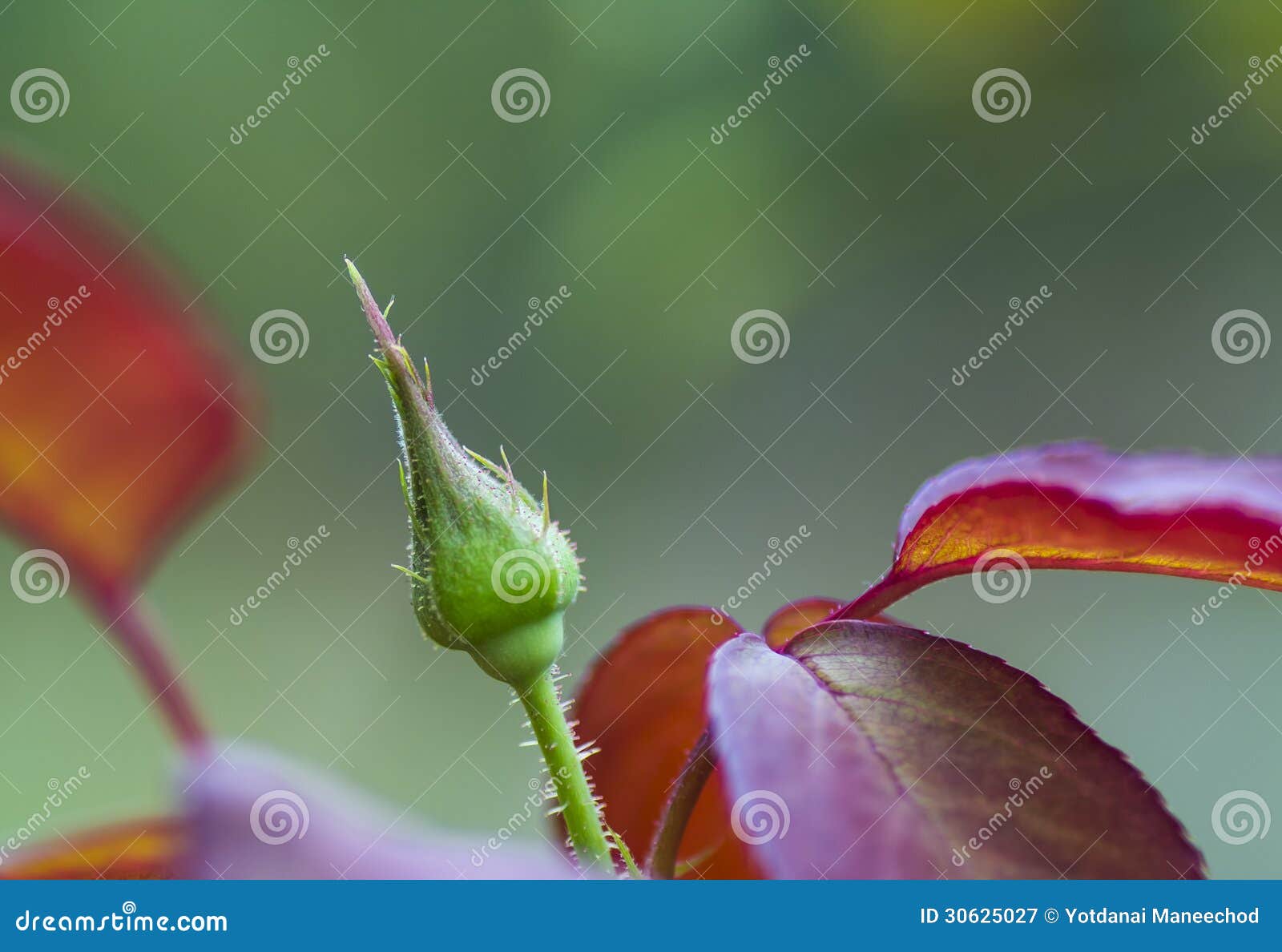 Budding rose stock image. Image of line, object, floral - 30625027