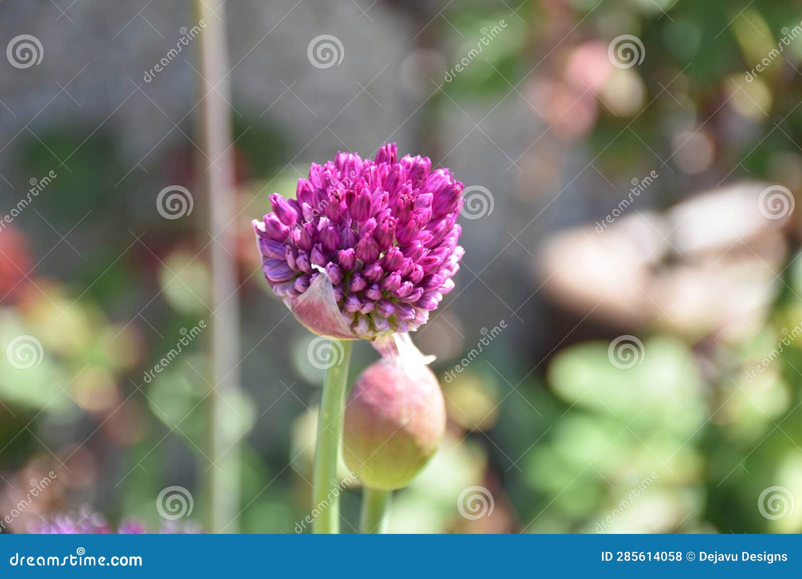 Budding Shallot Flower Blossom Ready To Bloom Stock Photo - Image of ...