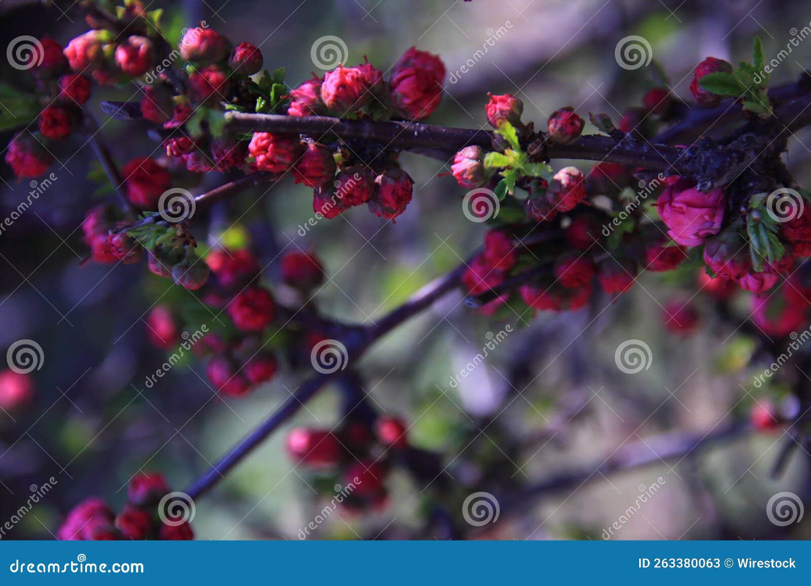 Budding spring flowers stock image. Image of plant, garden - 263380063