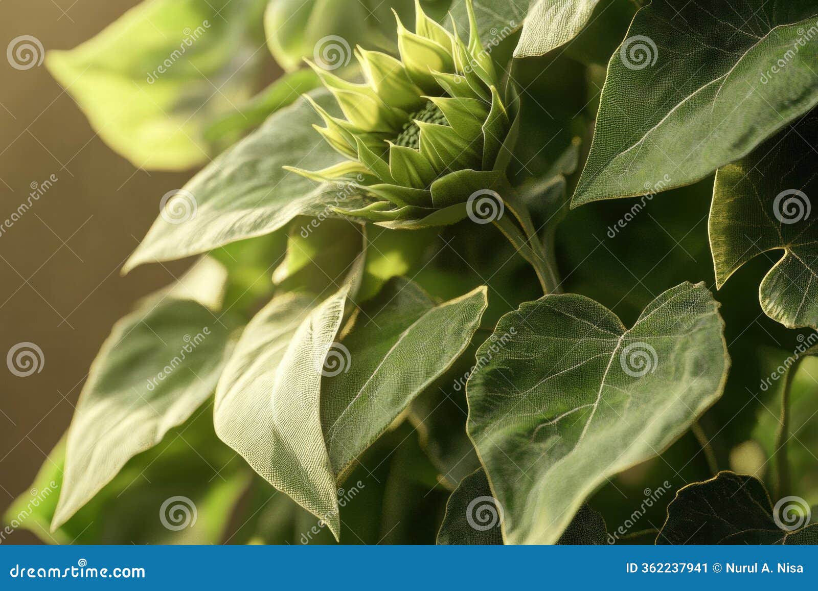 Sunflower Growth Process. Agricultural Plant Ripening Stages From Seed ...