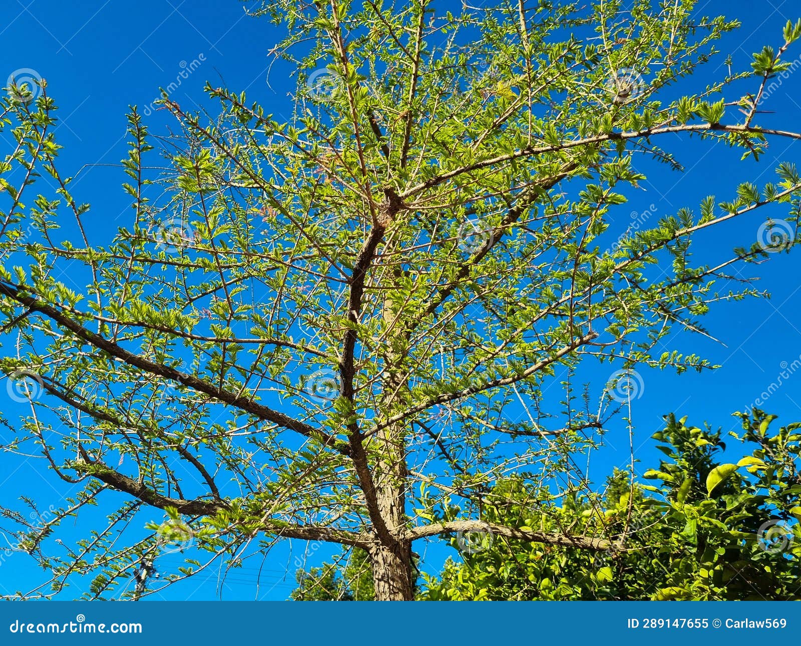 Budding Thorn Tree with Clear Blue Sky Stock Image - Image of blue ...