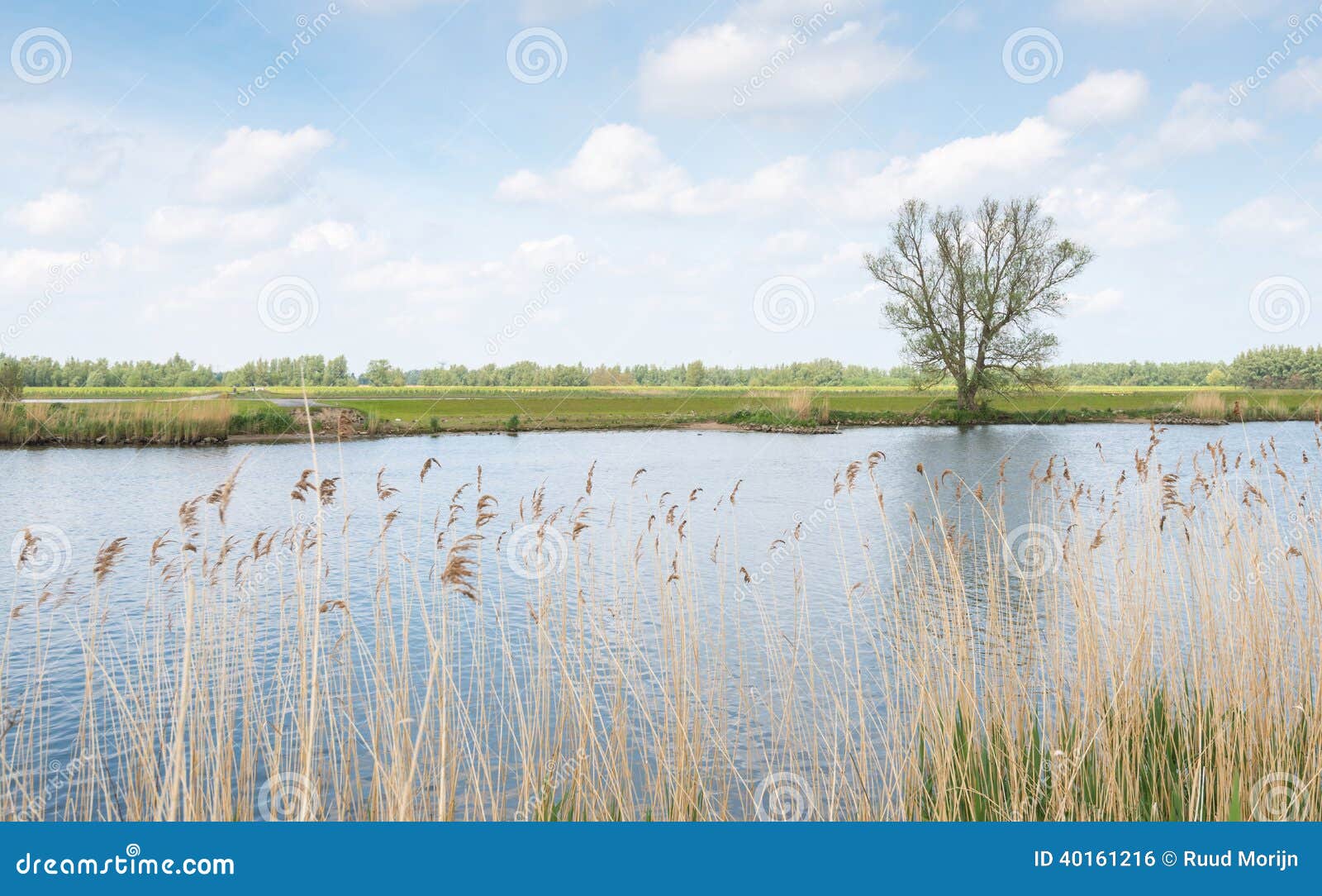 Budding Tree on the Bank of a River Stock Photo - Image of light, leaf ...