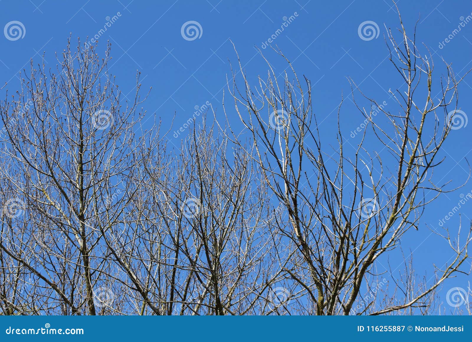 Budding Tree Branches on Blue Sky Background Stock Image - Image of ...