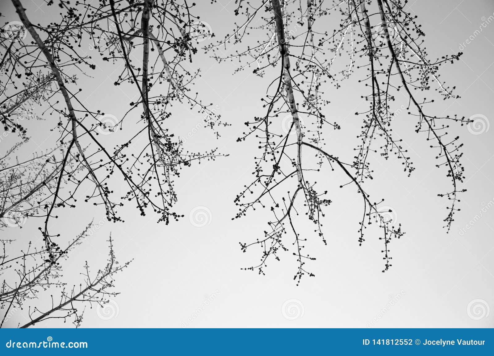 Budding Tree Branches in the Spring Stock Photo - Image of abstract ...