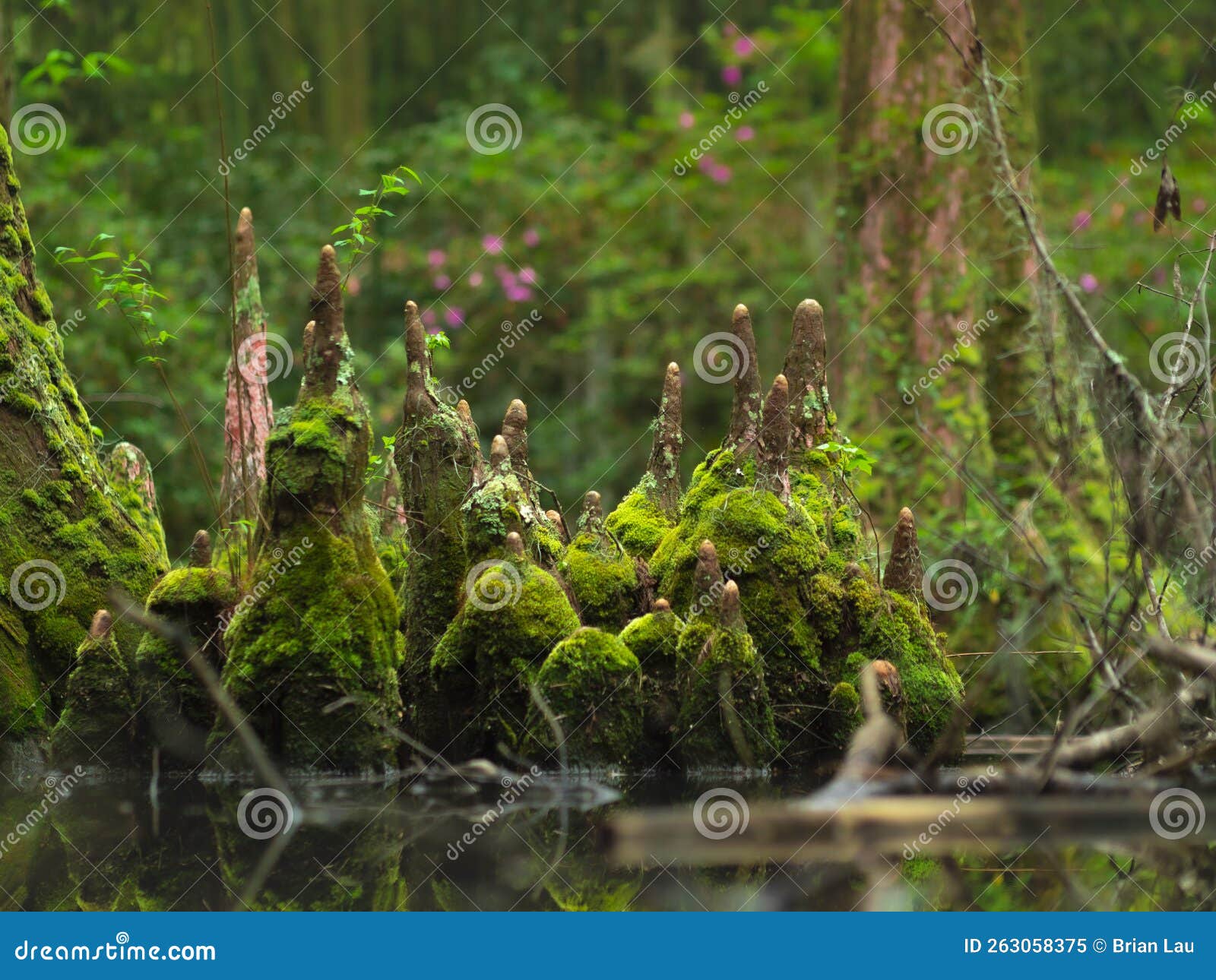 Budding Tree Formations in a Clump in a Swamp Setting Covered in Moss ...