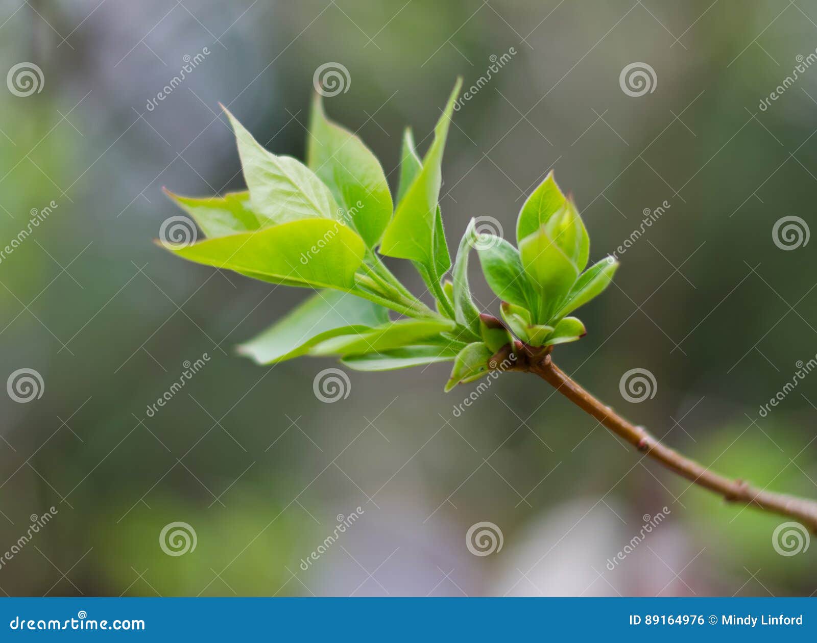 Budding Tree Leaves stock photo. Image of springtime - 89164976