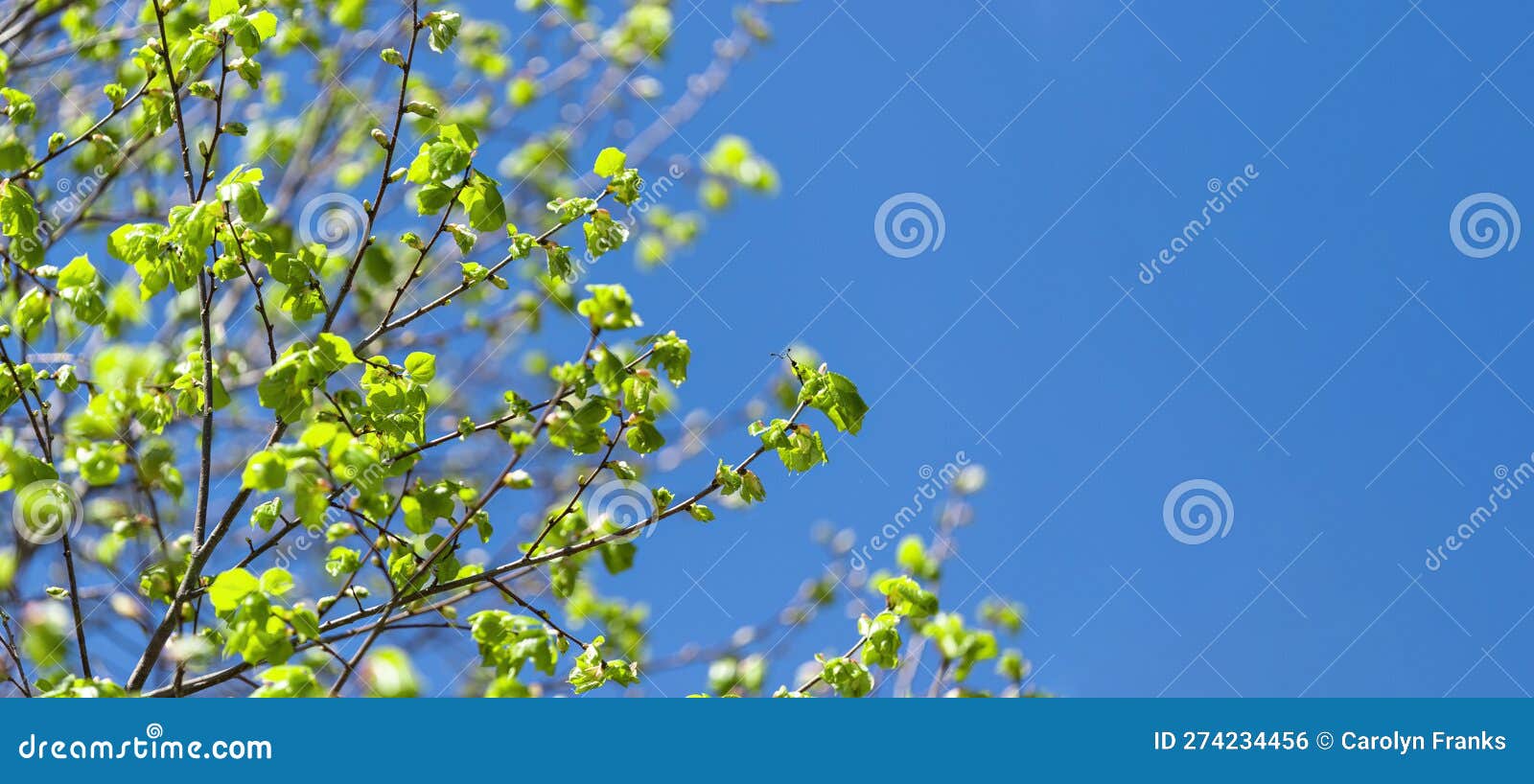 Budding Tree Limbs in Spring with Copy Space Stock Photo - Image of ...