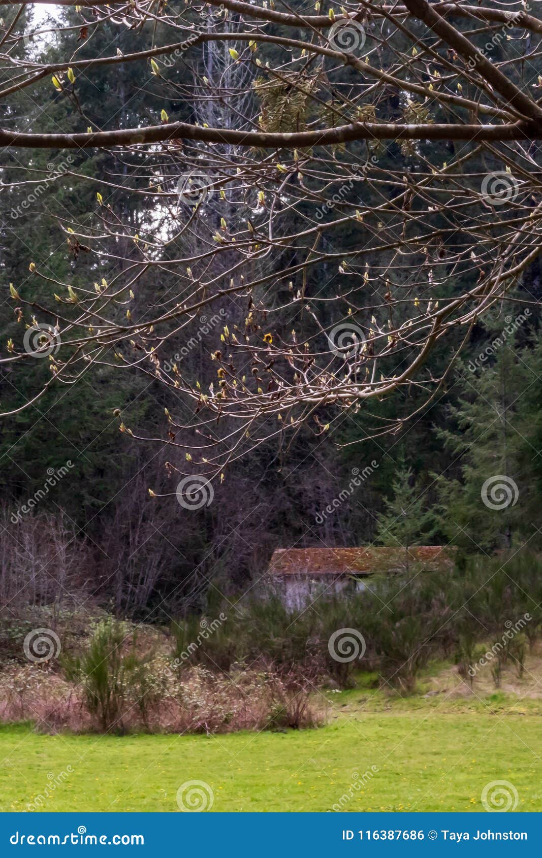 Budding Tree Over Forest Clearing with Shack on Edge of Forest Stock ...