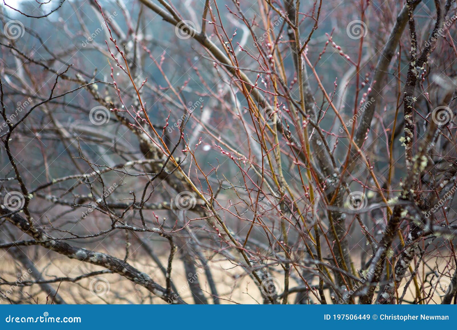 Budding Tree in a Park in China Stock Image - Image of outdoors ...