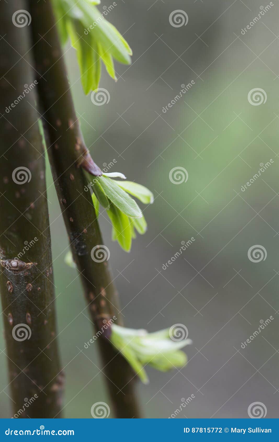 Budding Tree in the Spring Time Stock Photo - Image of background ...
