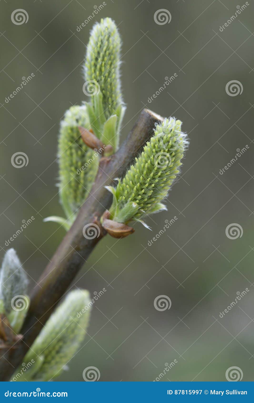 Budding Tree in the Spring Time Stock Image - Image of growth, fresh ...