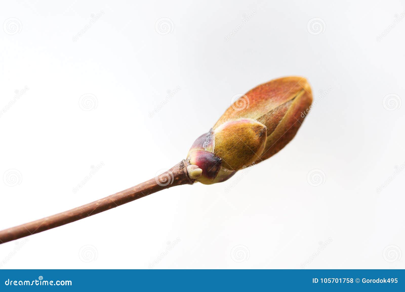 Budding Tree Twig Young Green Leaves Macro View, Selective Focus ...