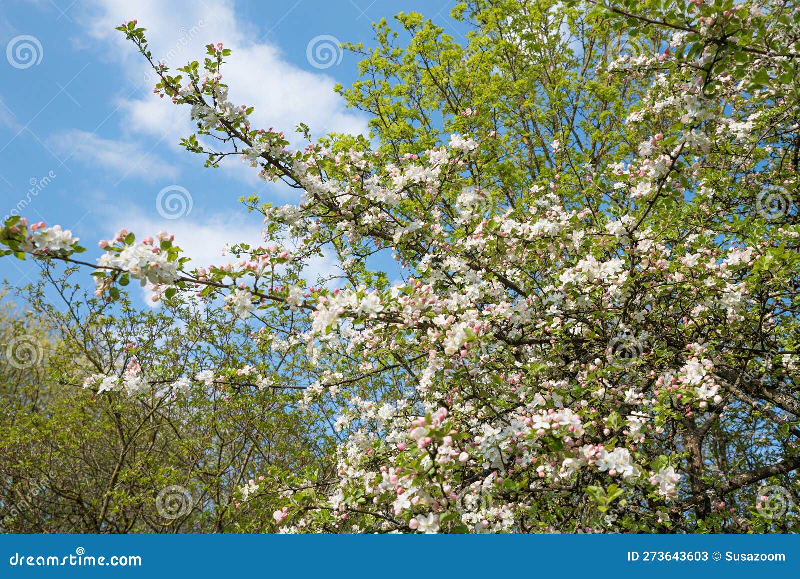 Budding Trees and Blooming Apple Branches, Closeup Stock Image - Image ...