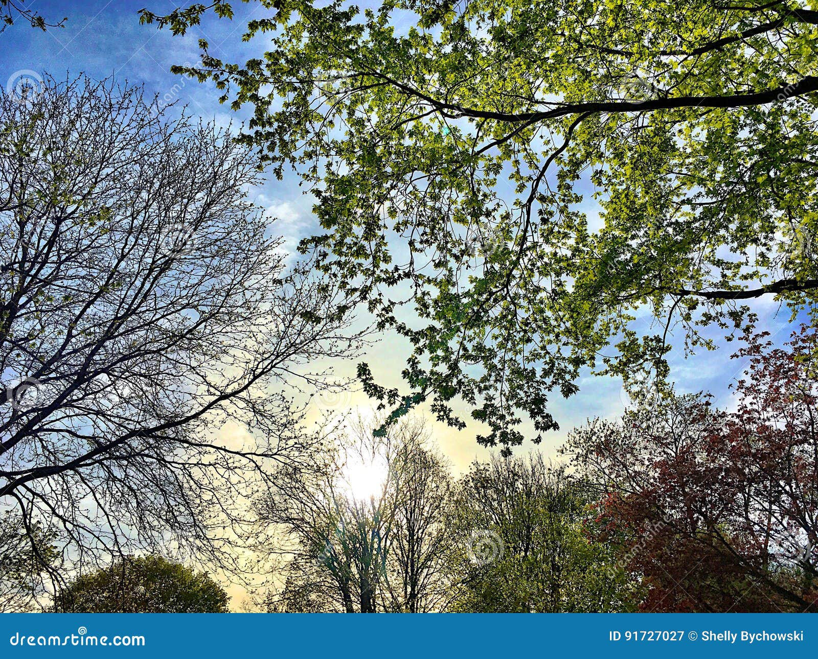 Budding Trees during Sunset on a Spring Day Stock Image - Image of ...