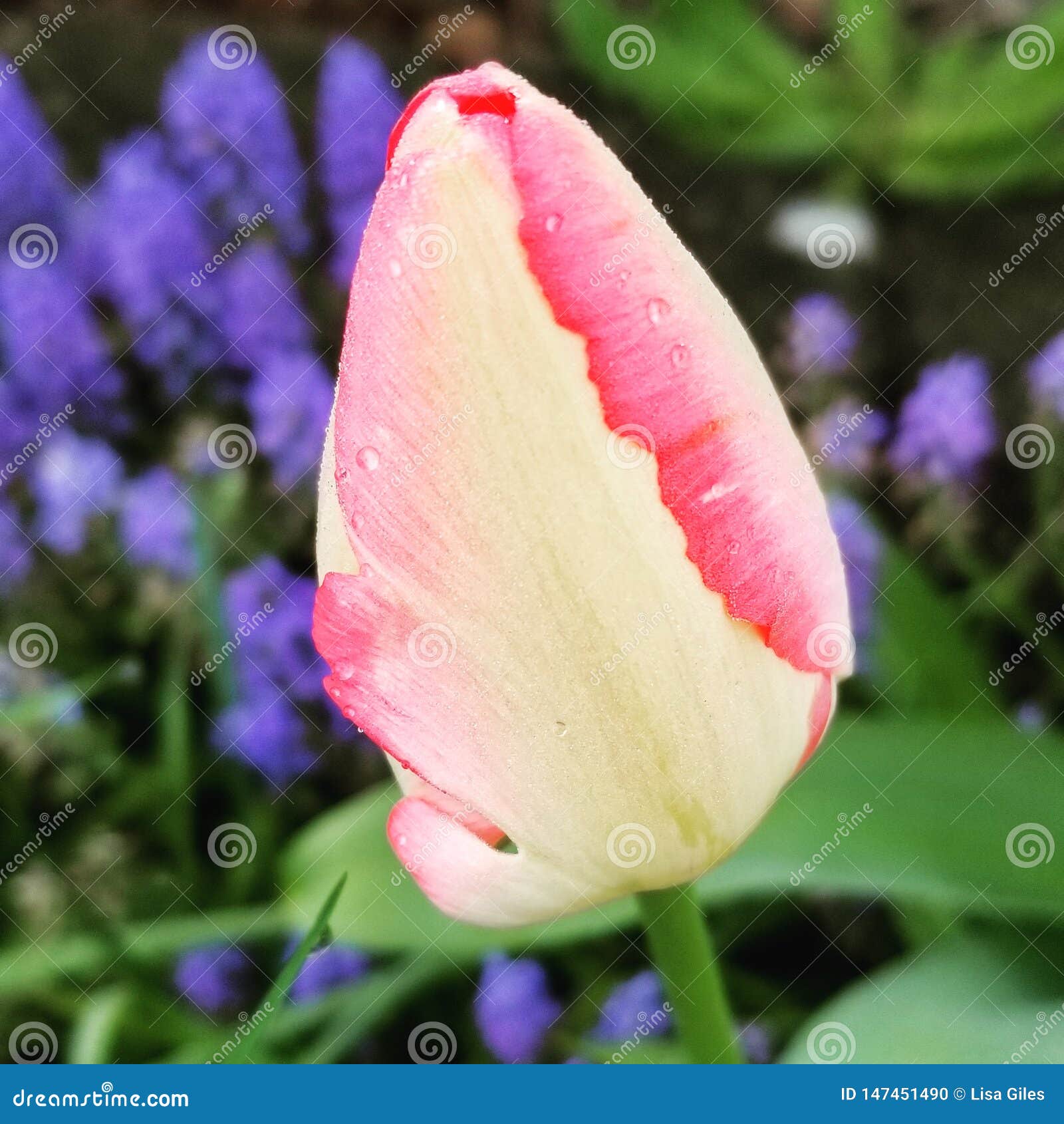 Budding Tulip in Our Garden after the Rain Stock Photo - Image of rain ...