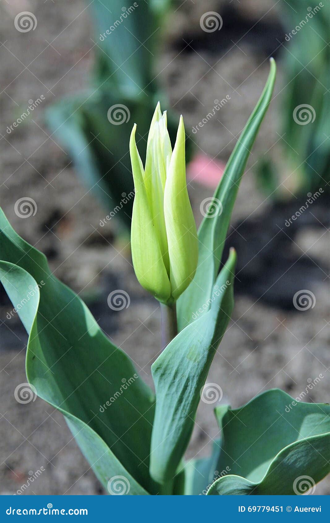 Budding tulip stock image. Image of yellow, budding, summer - 69779451