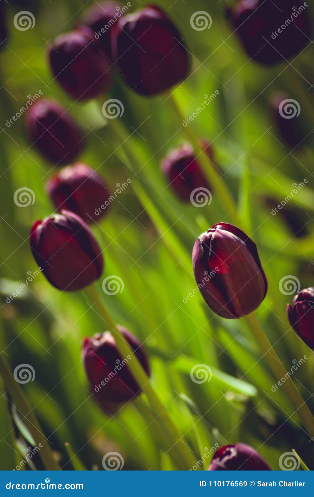 Budding Tulips Glowing in the Sun Stock Image - Image of grass ...