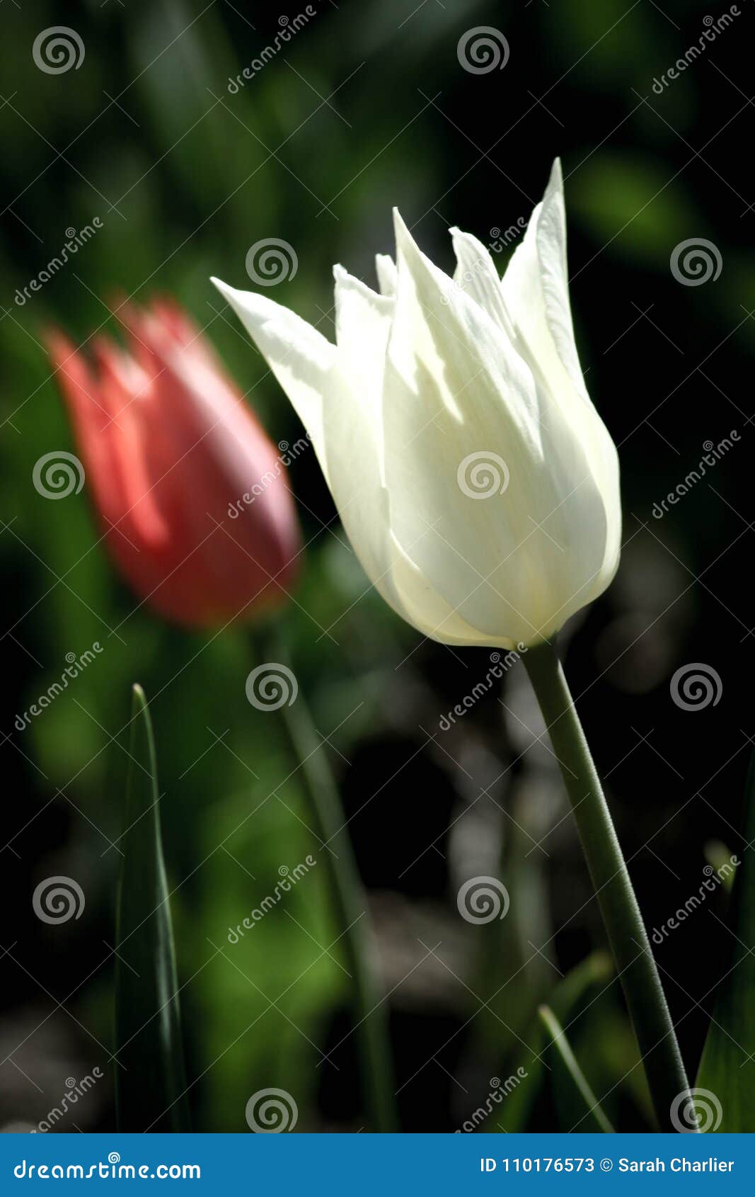 Budding Tulips Glowing in the Sun Stock Image - Image of blooming ...