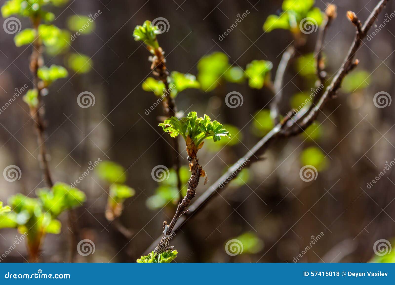 Budding twig stock photo. Image of genesis, spring, early - 57415018