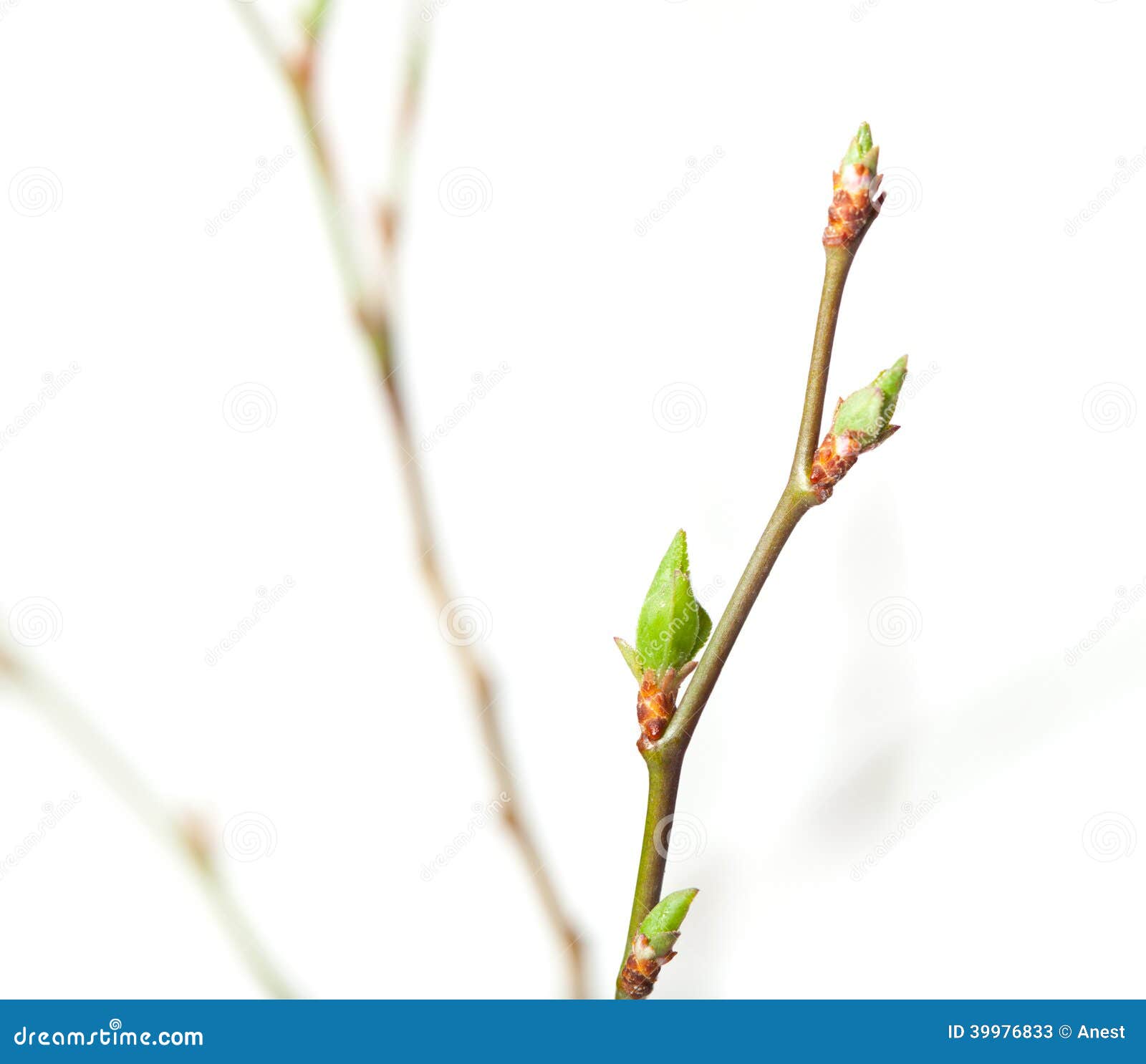 Budding twigs stock image. Image of detail, leaf, macro - 39976833
